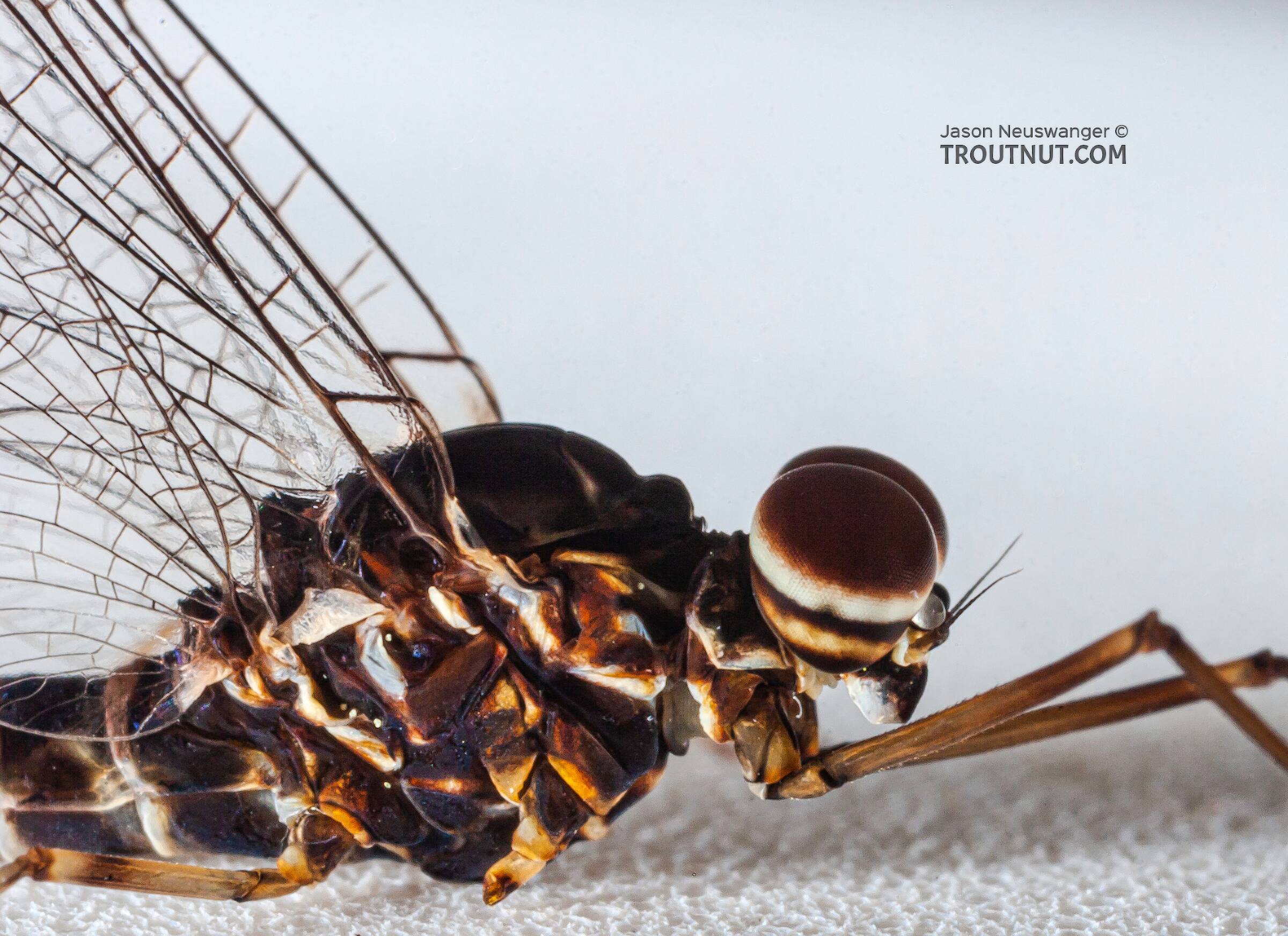 Male Siphlonurus quebecensis (Adams) Mayfly Spinner Pictures