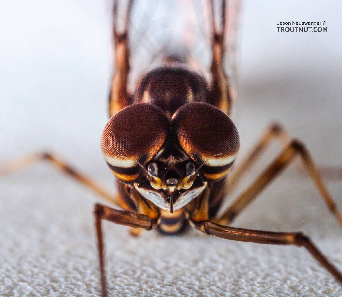Male Siphlonurus quebecensis (Adams) Mayfly Spinner Pictures