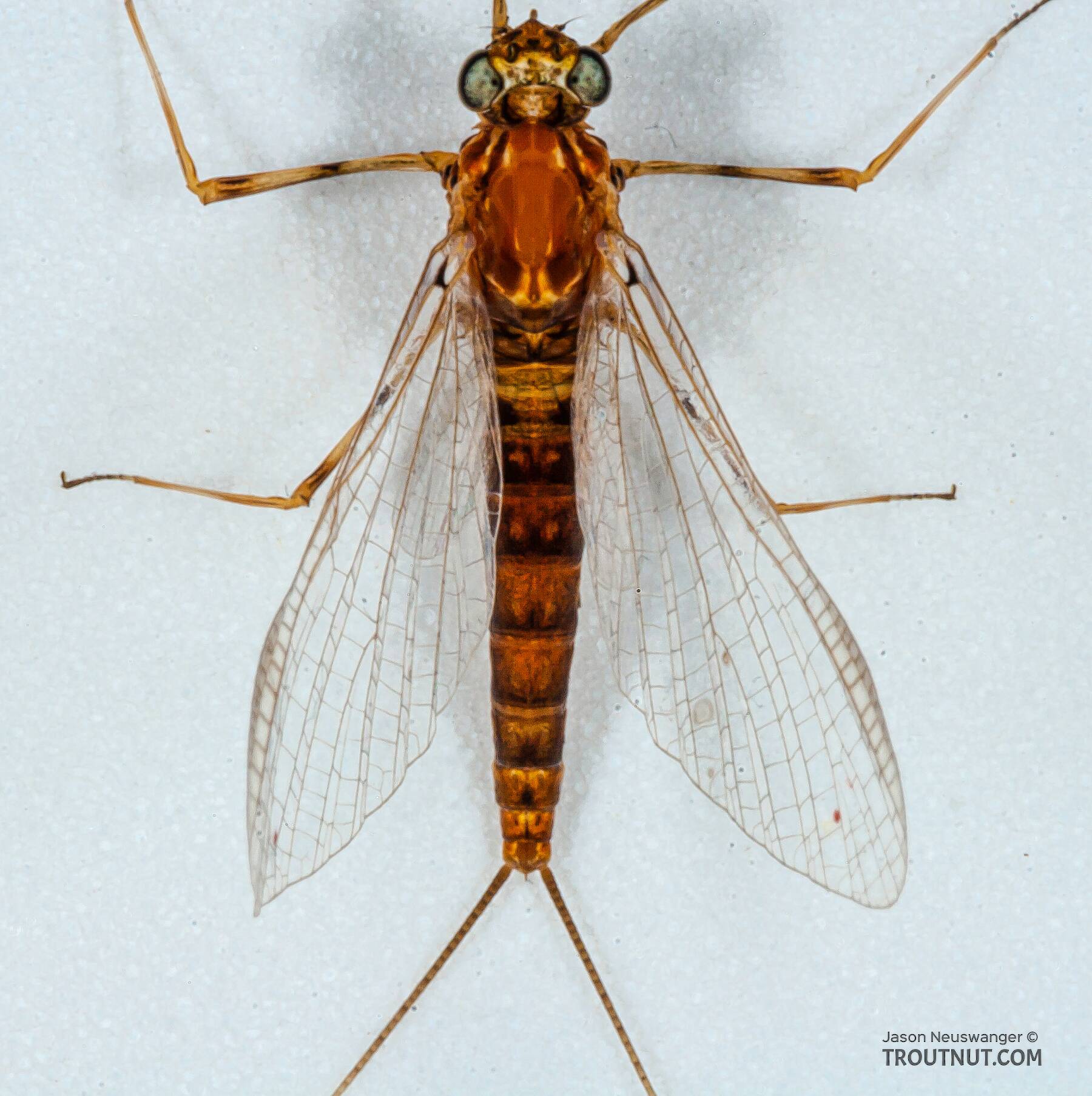 Female Epeorus vitreus (Sulphur) Mayfly Spinner Pictures
