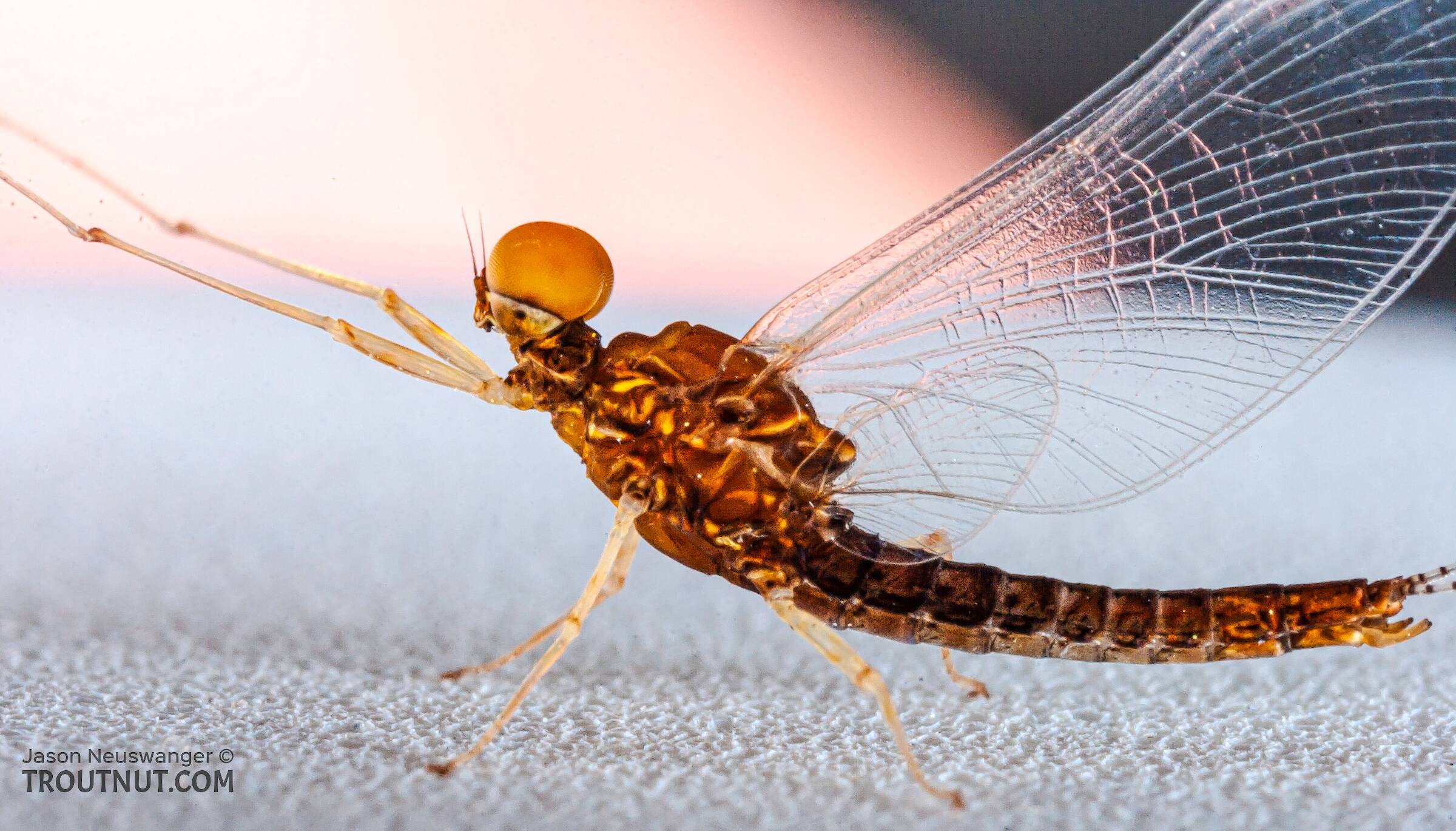 Male Eurylophella minimella (Chocolate Dun) Mayfly Spinner Pictures