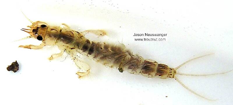 Ephemera simulans (Brown Drake) Mayfly Nymph Pictures
