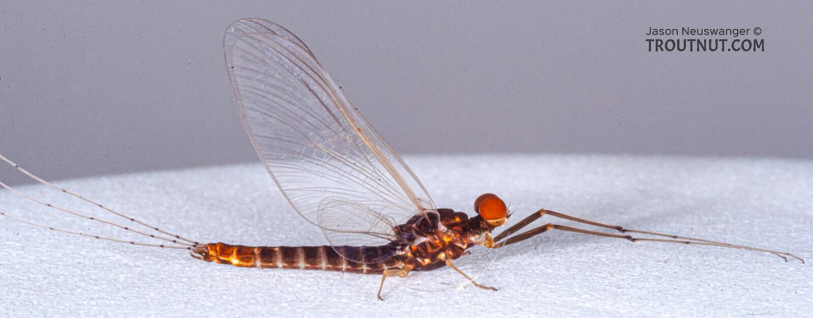 Mayfly Species Ephemerella invaria (Sulphurs)