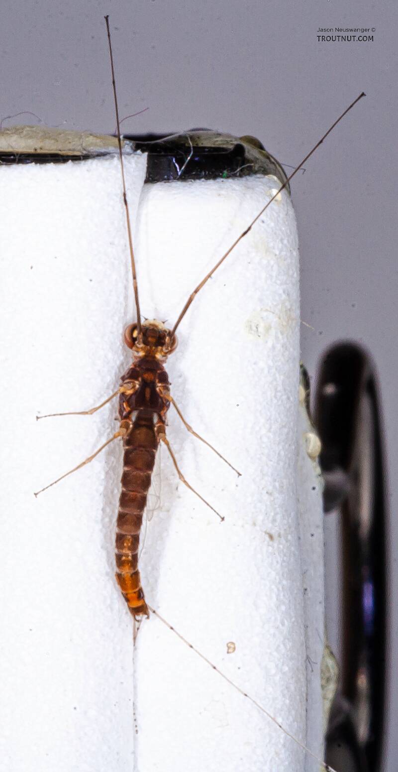 Male Ephemerella invaria (Sulphur) Mayfly Spinner Pictures
