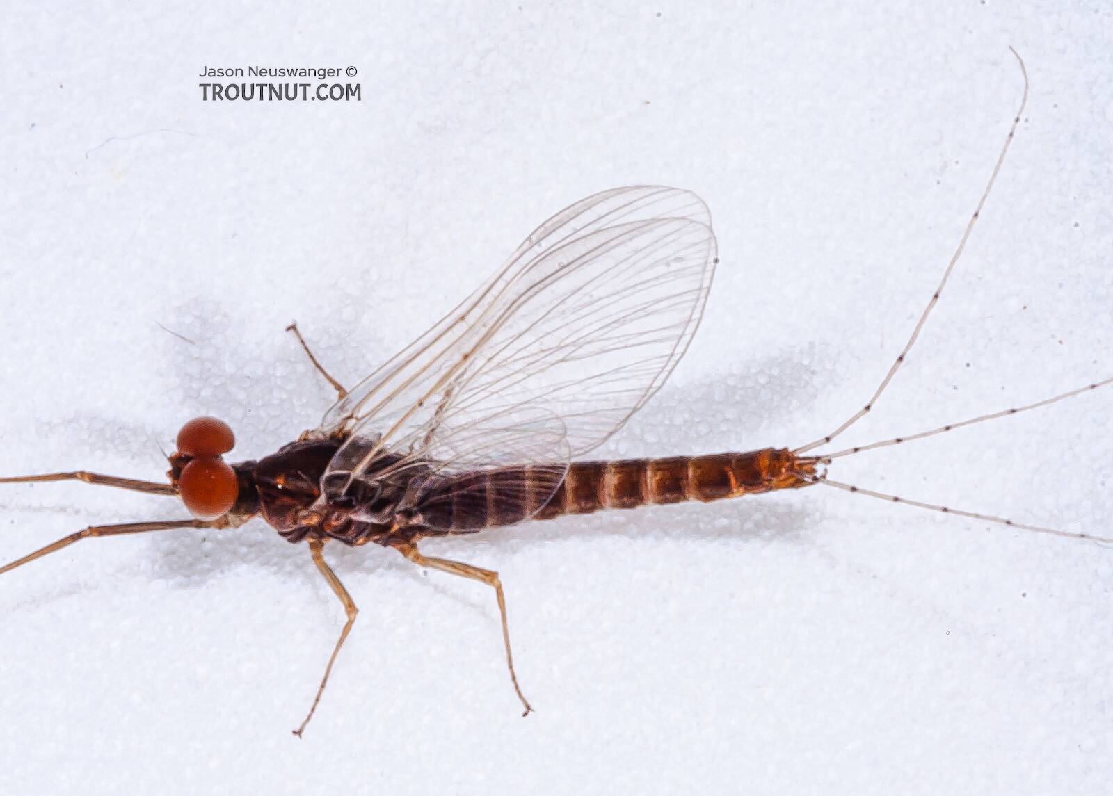 Male Ephemerella invaria (Sulphur) Mayfly Spinner Pictures