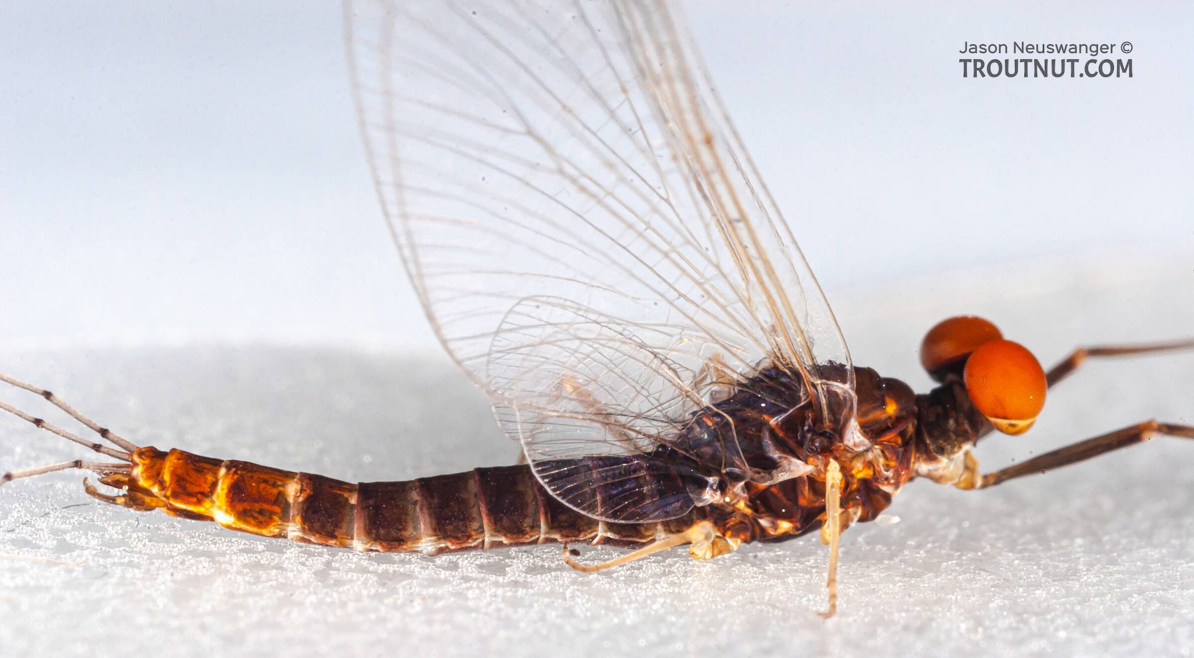 Male Ephemerella invaria (Sulphur) Mayfly Spinner Pictures