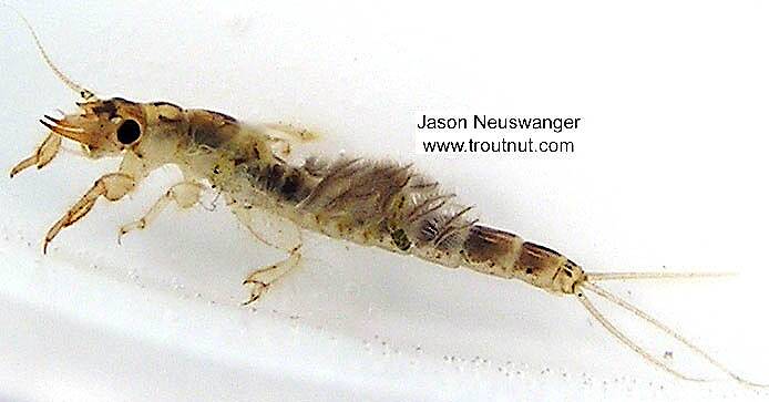 Ephemera simulans (Brown Drake) Mayfly Nymph Pictures