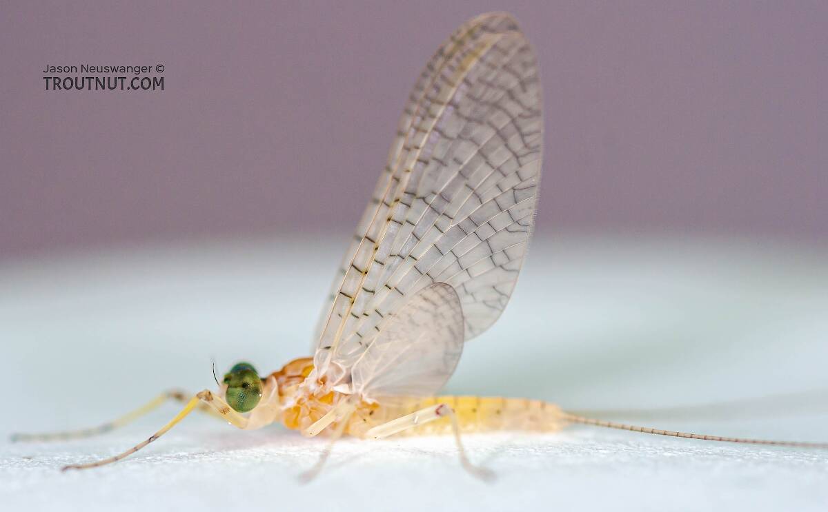 Mayfly Species Stenonema modestum (Cream Cahills)