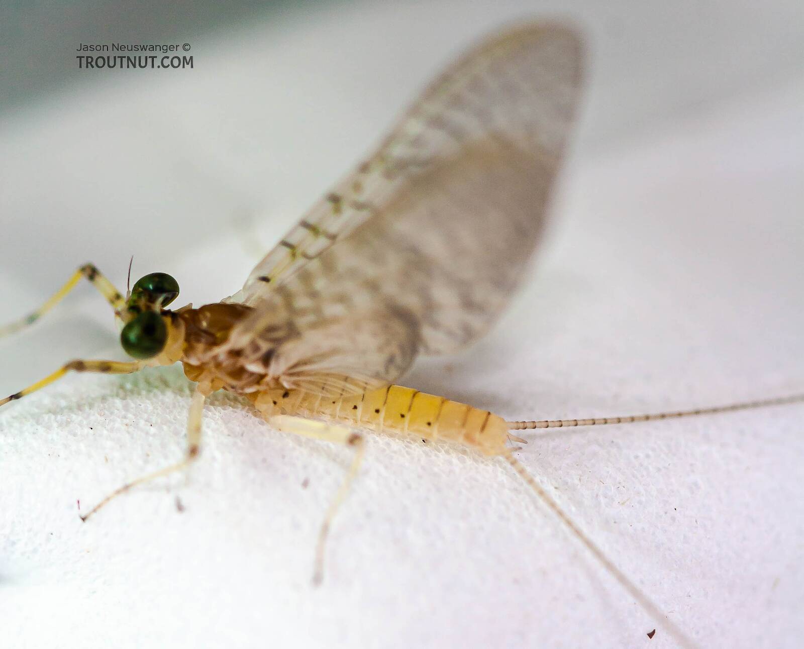 Male Stenonema modestum (Cream Cahill) Mayfly Dun Pictures