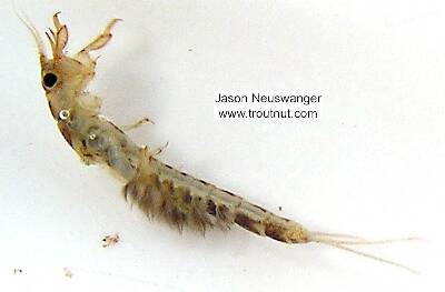 Ephemera simulans (Brown Drake) Mayfly Nymph Pictures