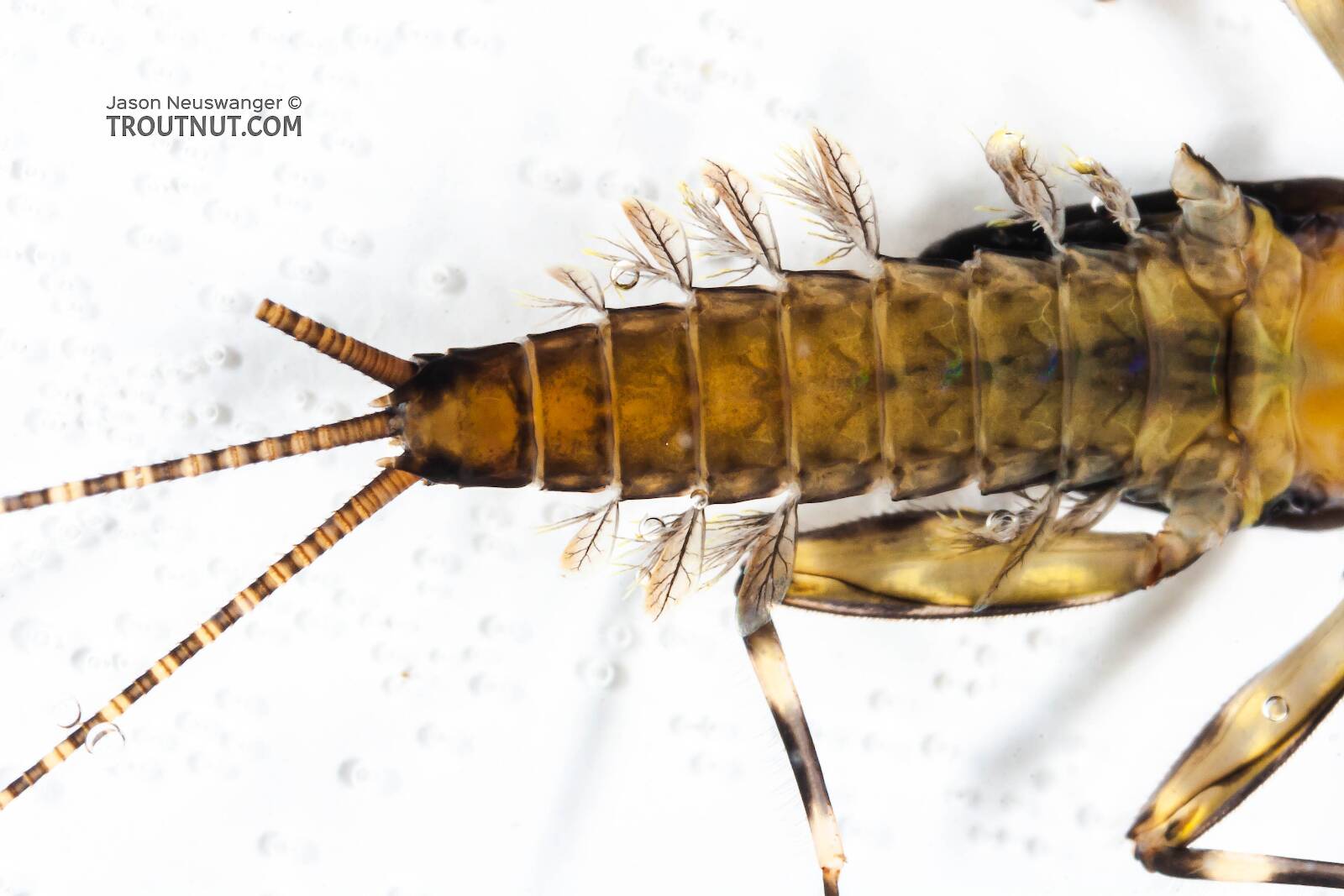 Heptagenia elegantula (Pale Evening Dun) Mayfly Nymph Pictures