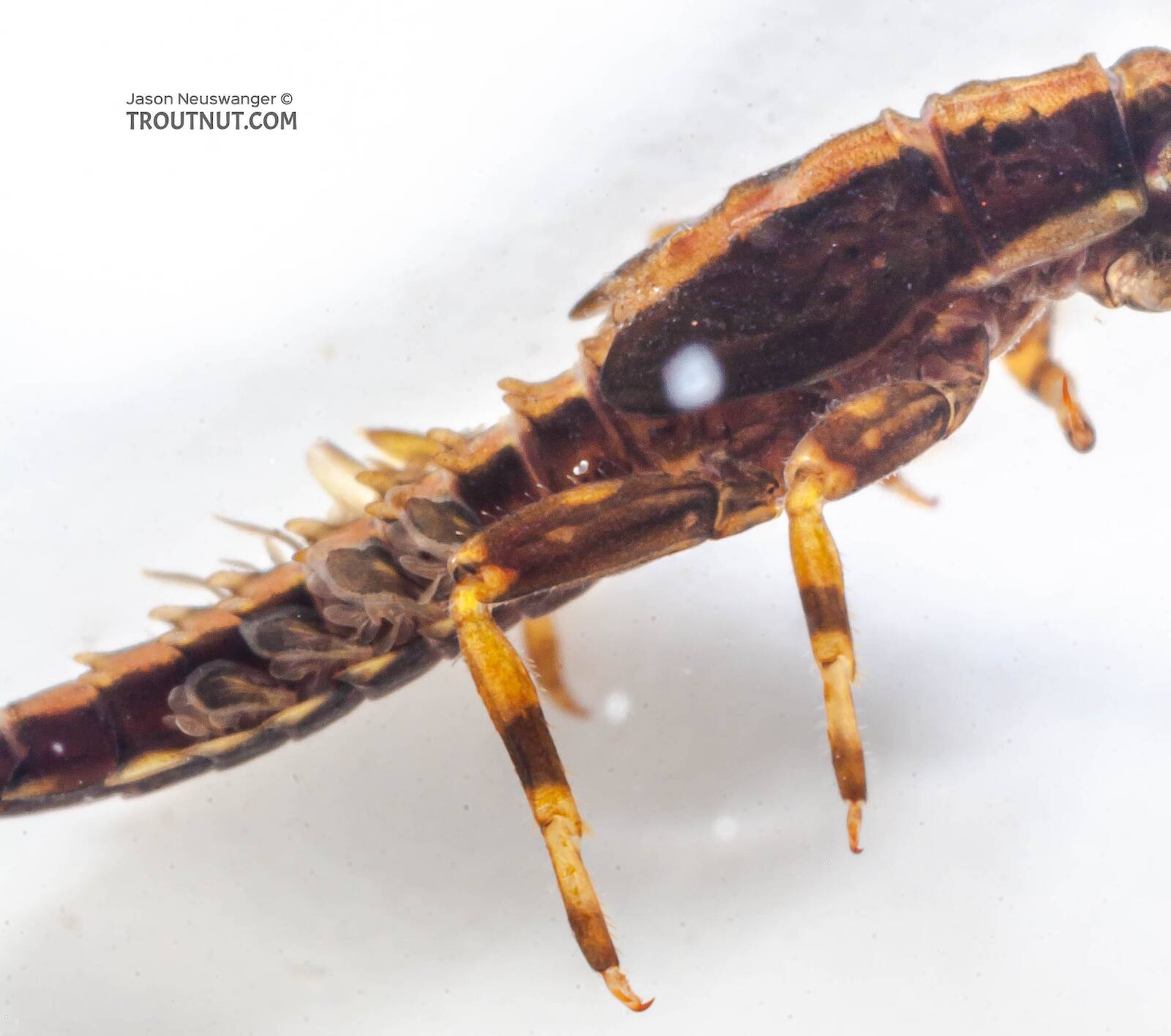 Ephemerella needhami (Little Dark Hendrickson) Mayfly Nymph Pictures