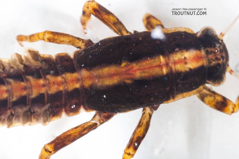 Ephemerella needhami (Little Dark Hendrickson) Mayfly Nymph Pictures