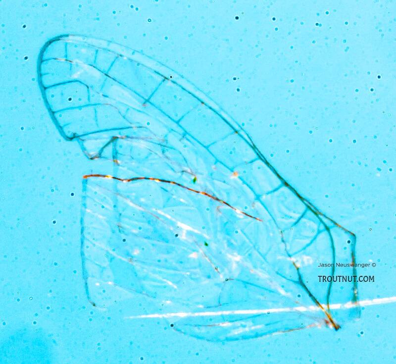 Male Leucrocuta hebe (Little Yellow Quill) Mayfly Spinner Pictures