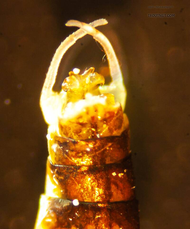 Male Leucrocuta hebe (Little Yellow Quill) Mayfly Spinner Pictures