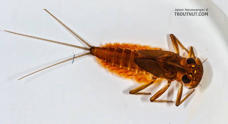 Rhithrogena impersonata (Dark Red Quill) Mayfly Nymph Pictures