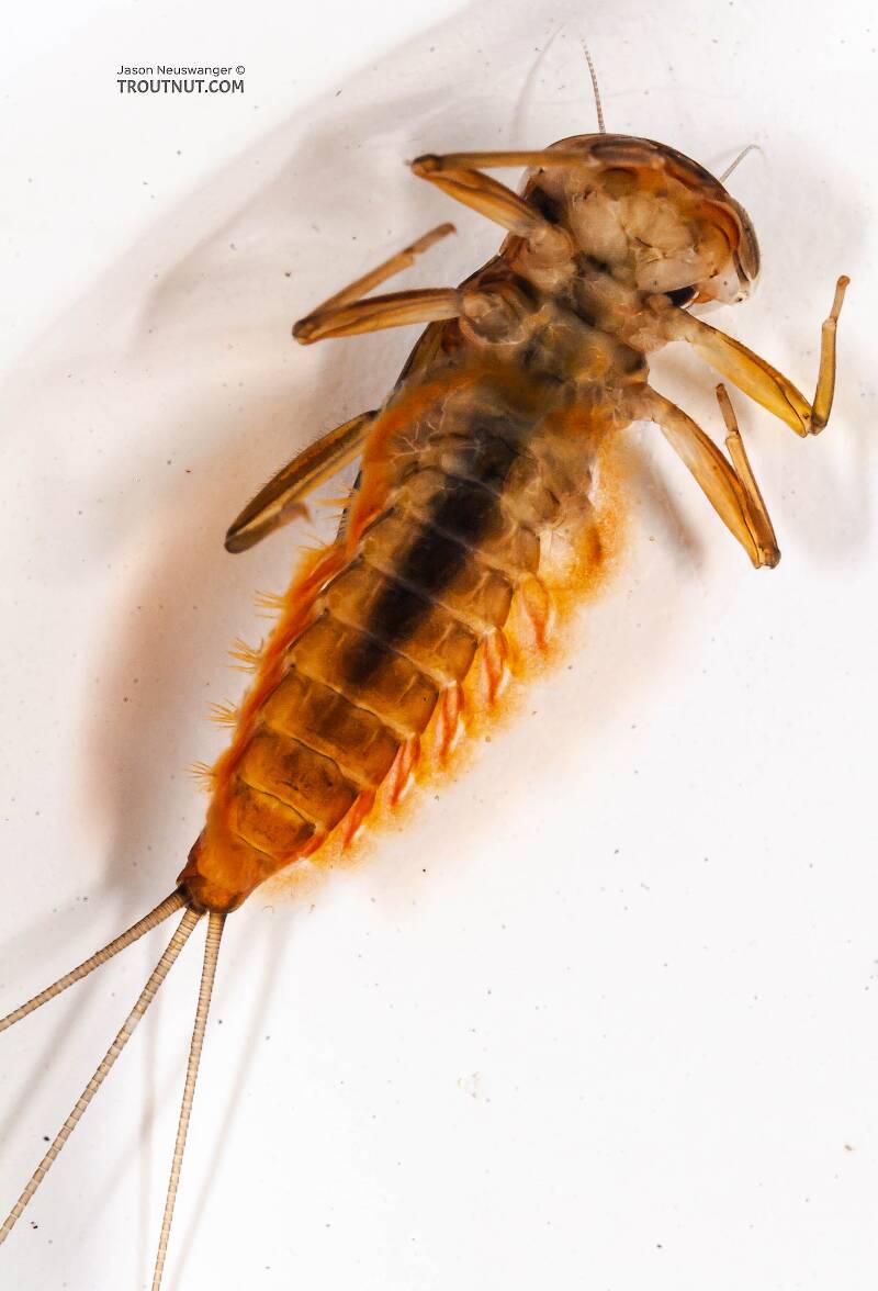 Rhithrogena impersonata (Dark Red Quill) Mayfly Nymph Pictures