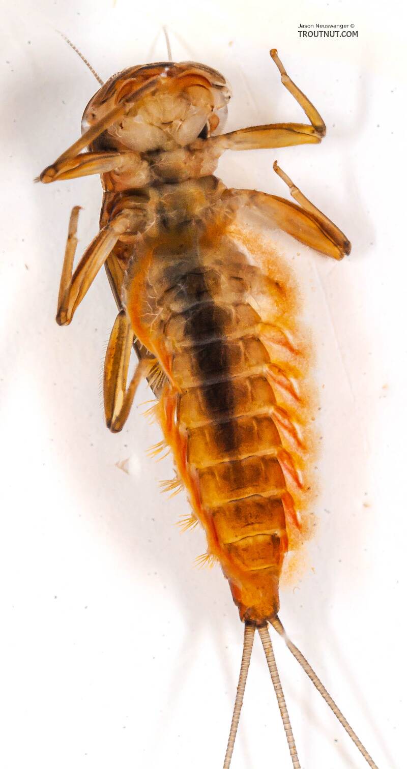 Rhithrogena impersonata (Dark Red Quill) Mayfly Nymph Pictures