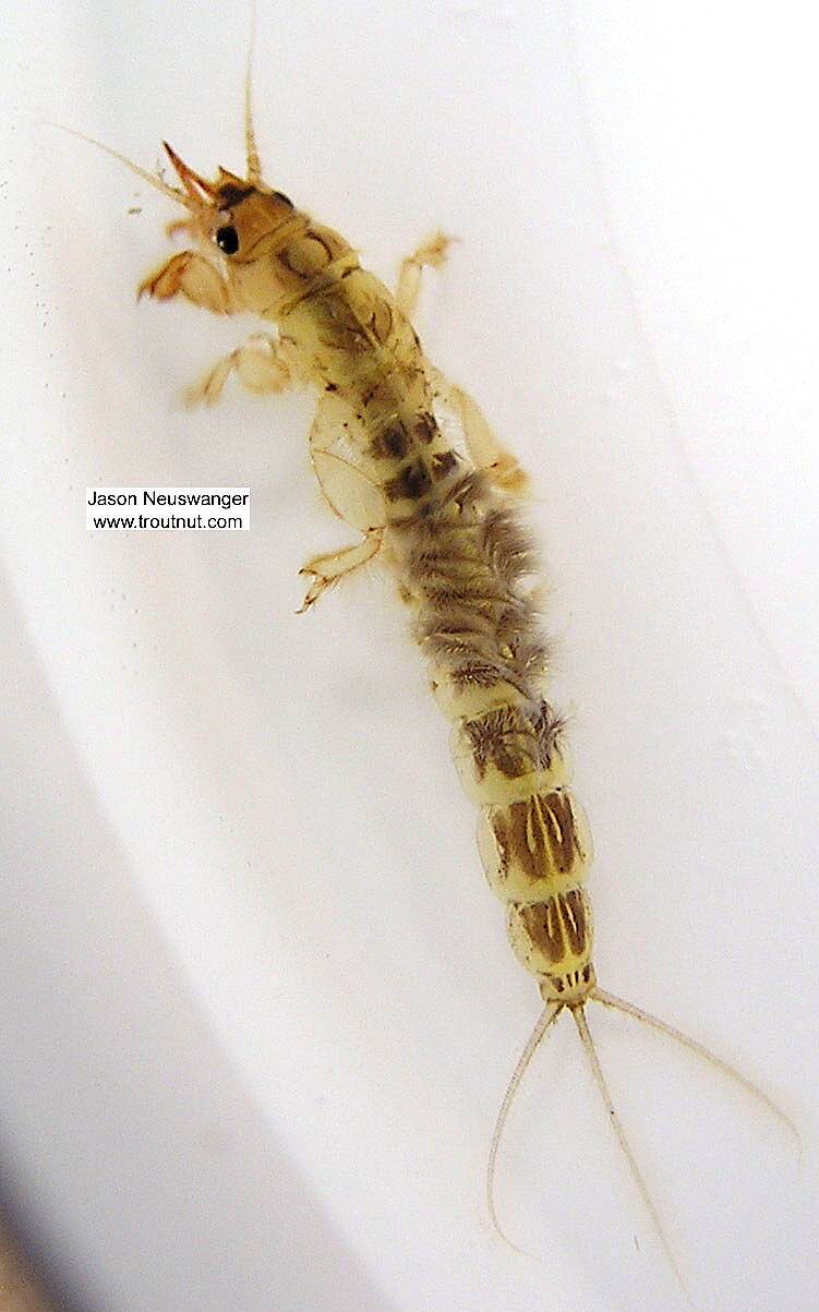 Ephemera simulans (Brown Drake) Mayfly Nymph Pictures