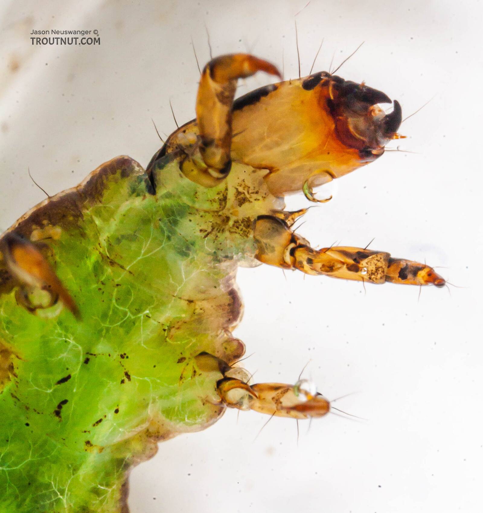 Rhyacophila fuscula (Green Sedge) Caddisfly Larva Pictures