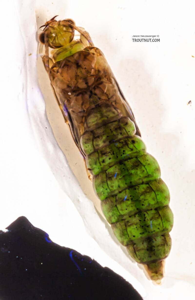 Rhyacophila (Green Sedge) Caddisfly Pupa Pictures
