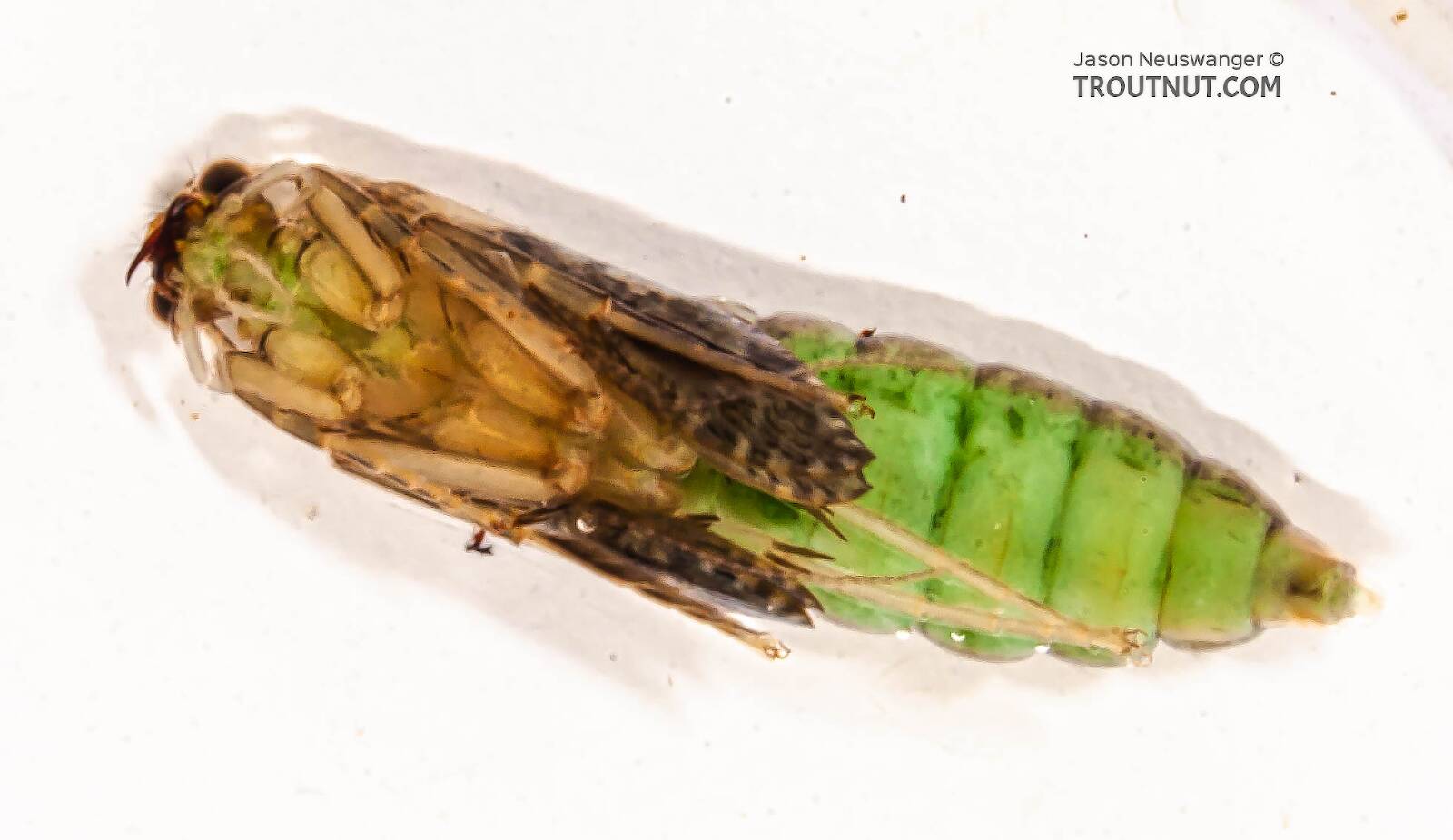 Rhyacophila (Green Sedge) Caddisfly Pupa Pictures