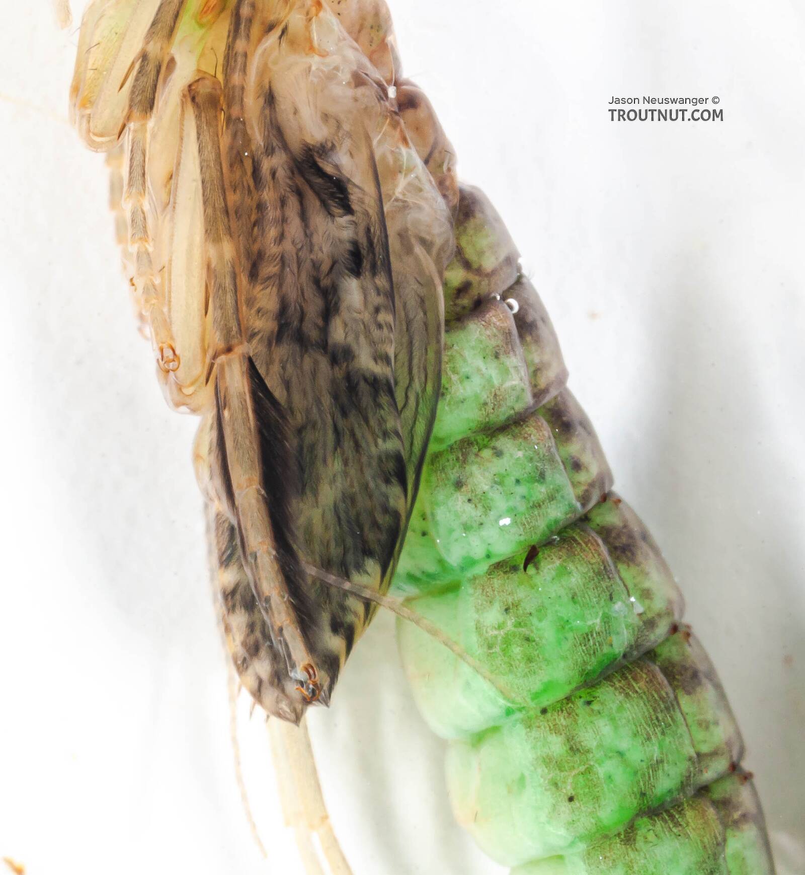 Rhyacophila (Green Sedge) Caddisfly Pupa Pictures