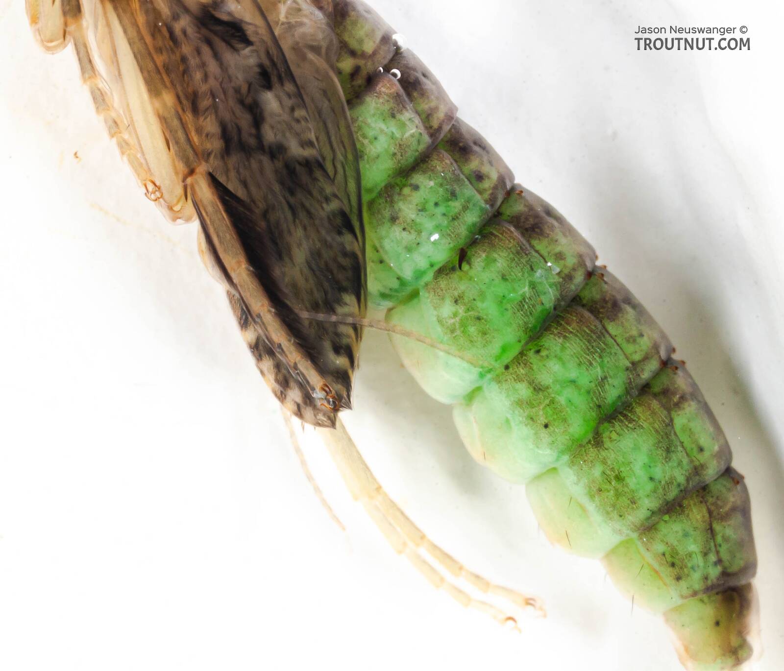 Rhyacophila (Green Sedge) Caddisfly Pupa Pictures