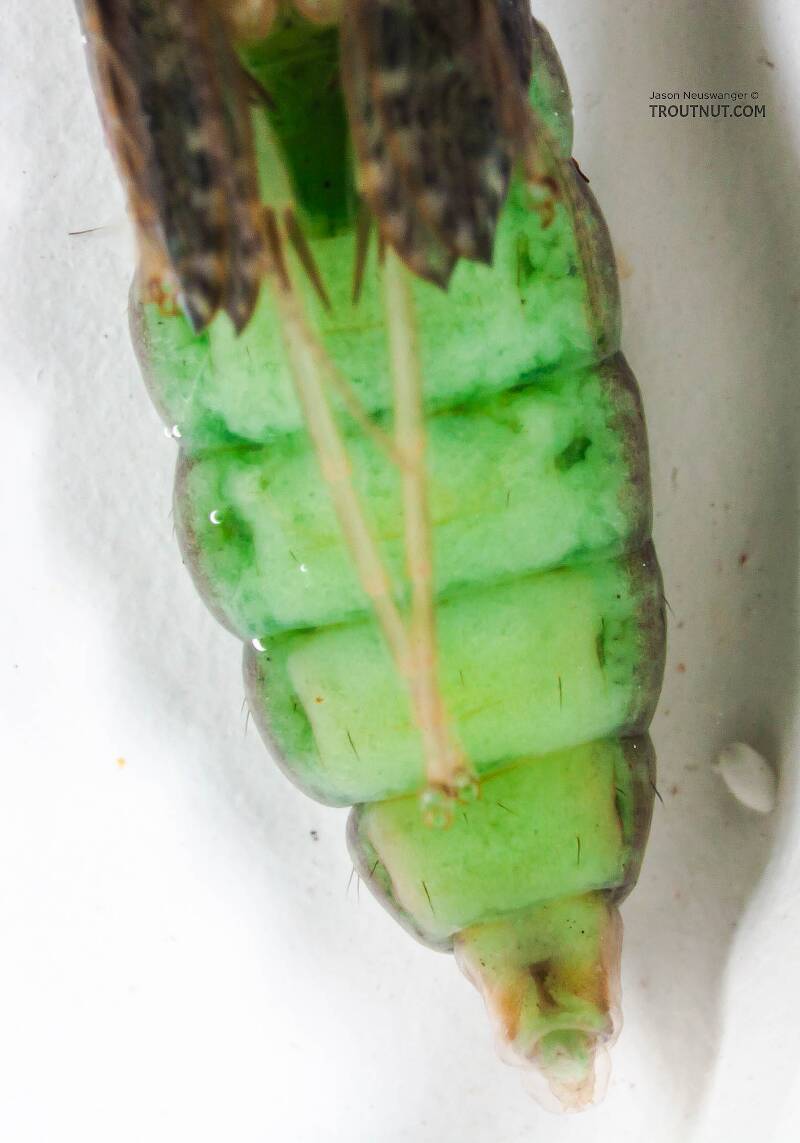 Rhyacophila (Green Sedge) Caddisfly Pupa Pictures