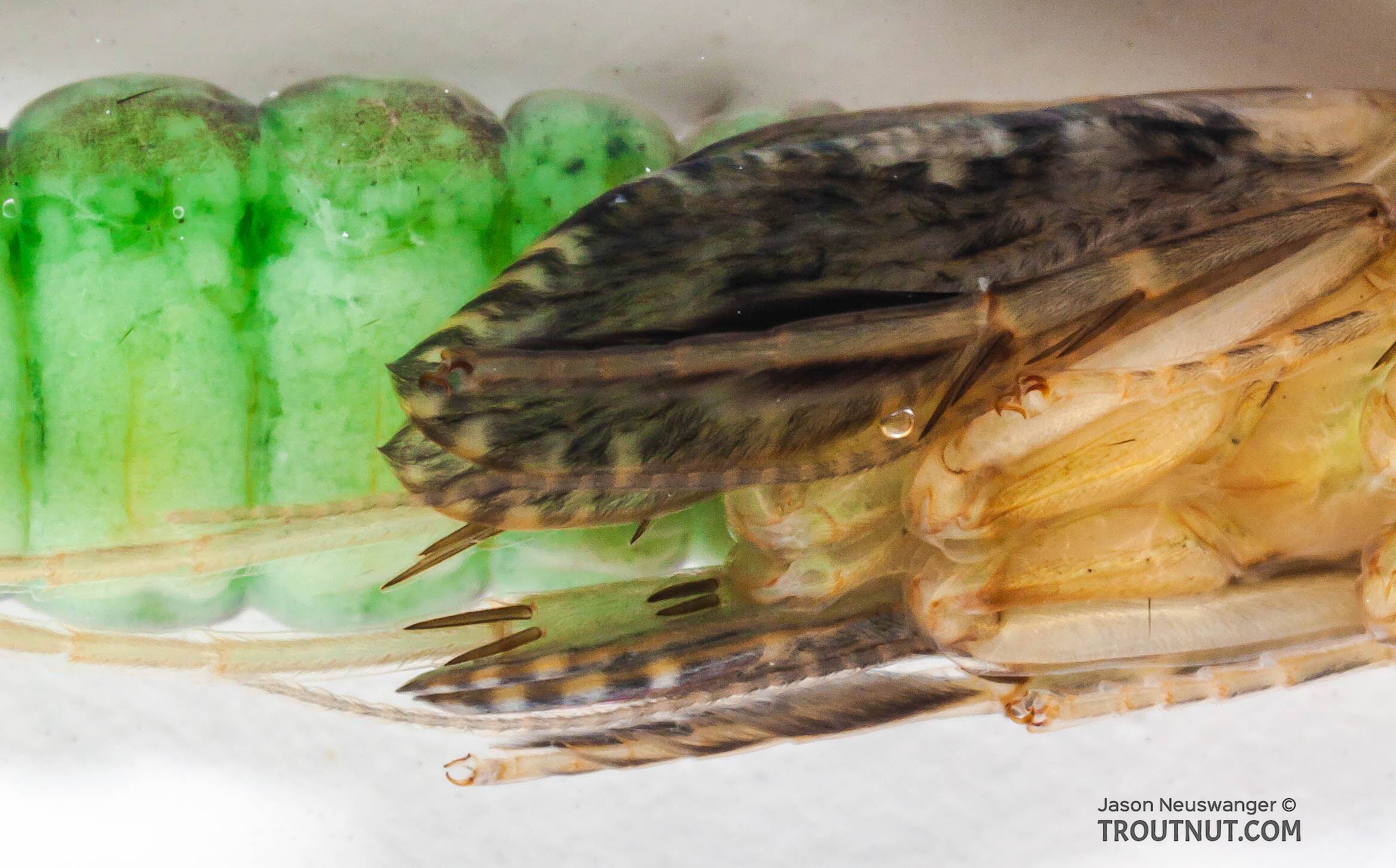 Rhyacophila (Green Sedge) Caddisfly Pupa Pictures