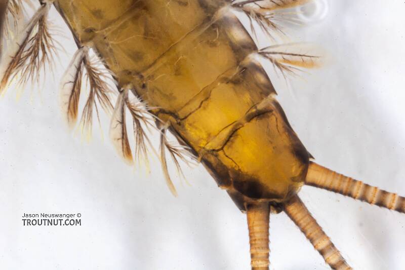 Heptagenia pulla (Golden Dun) Mayfly Nymph Pictures
