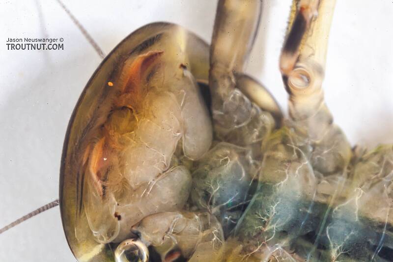 Heptagenia pulla (Golden Dun) Mayfly Nymph Pictures