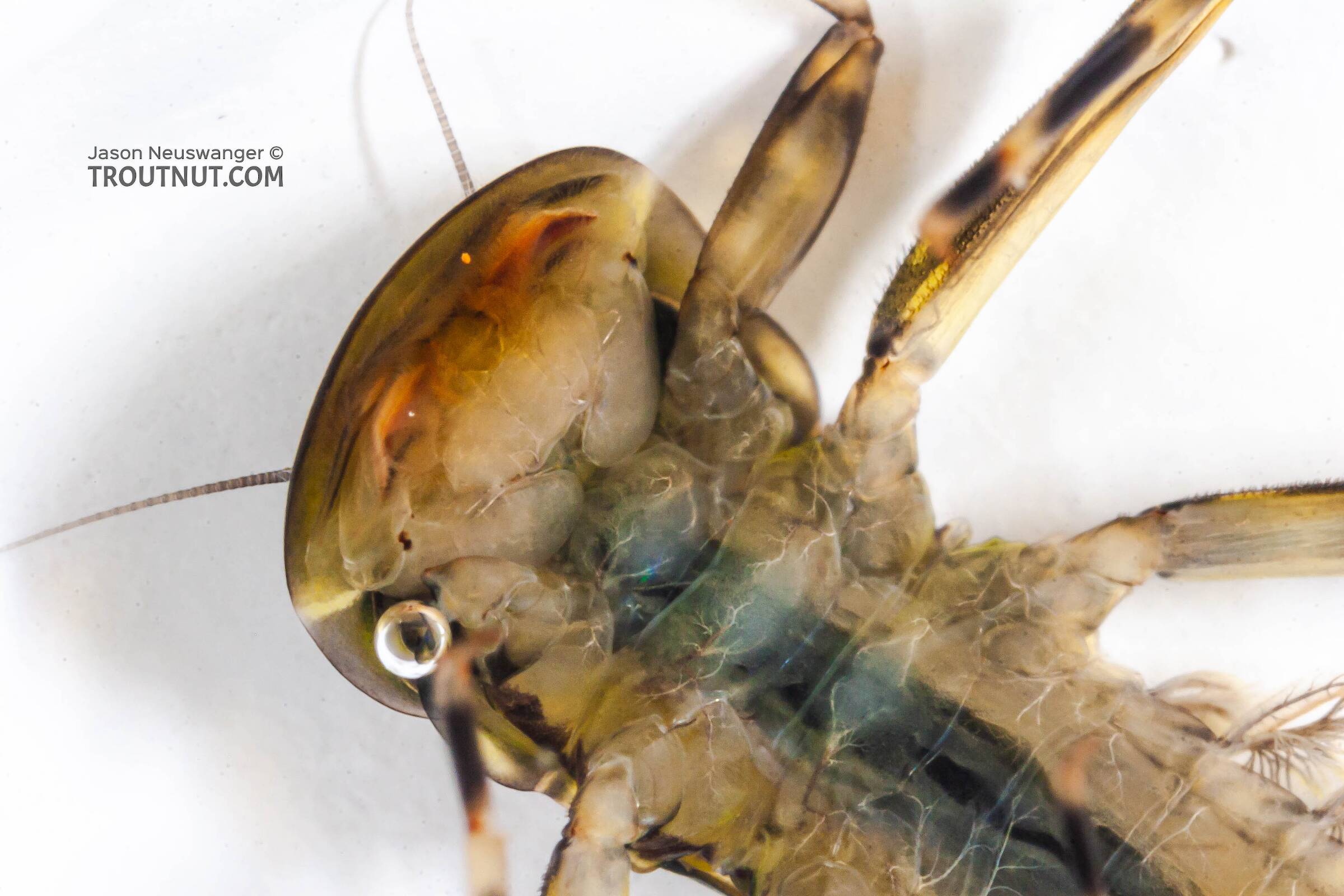 Heptagenia pulla (Golden Dun) Mayfly Nymph Pictures