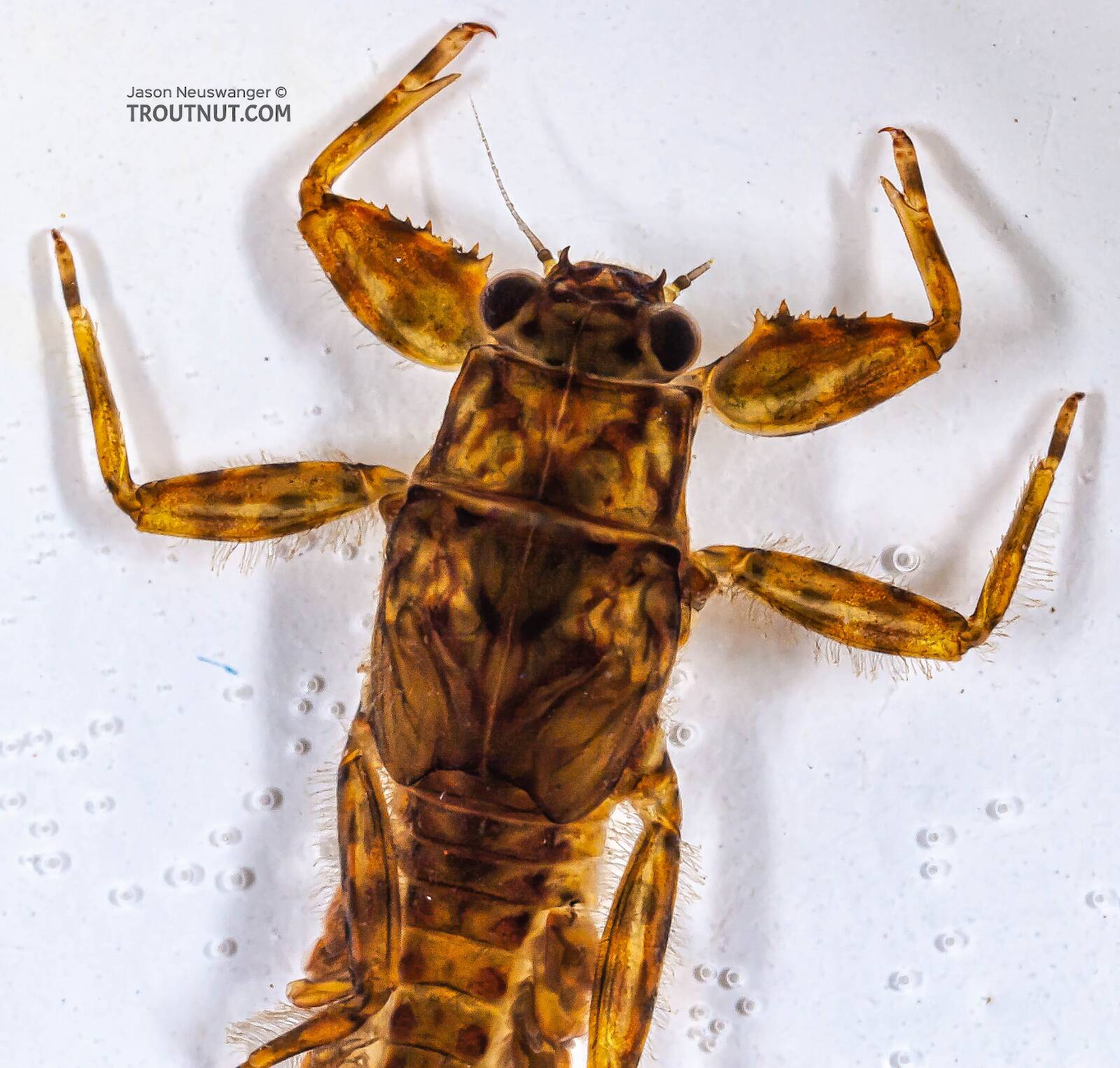 Drunella cornuta (Large Blue-Winged Olive) Mayfly Nymph Pictures