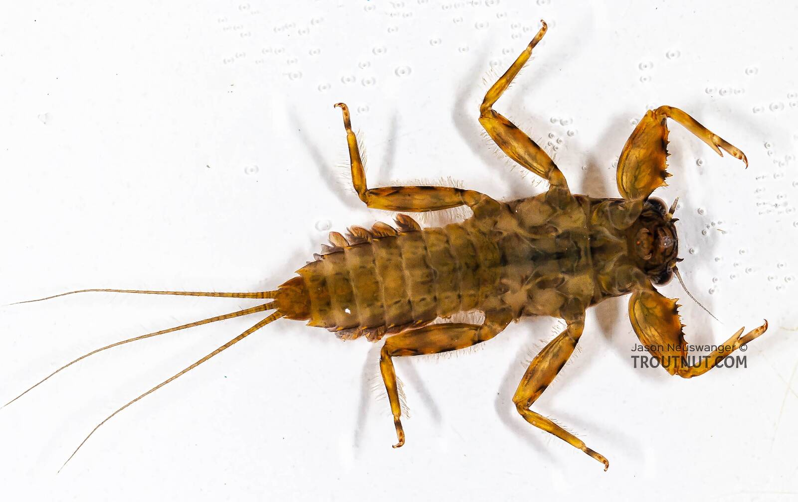 Drunella cornuta (Large Blue-Winged Olive) Mayfly Nymph Pictures