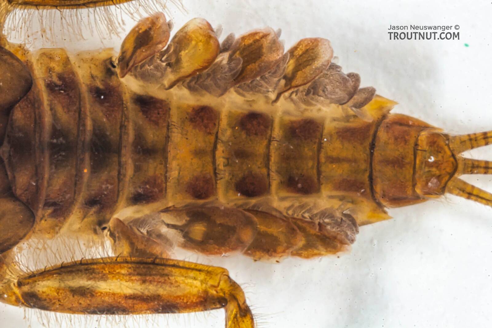 Drunella cornuta (Large Blue-Winged Olive) Mayfly Nymph Pictures