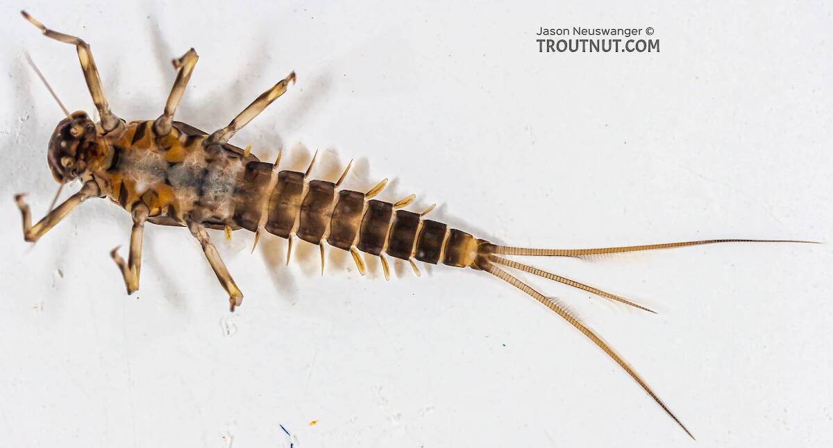 Baetidae (Blue-Winged Olive) Mayfly Nymph Pictures