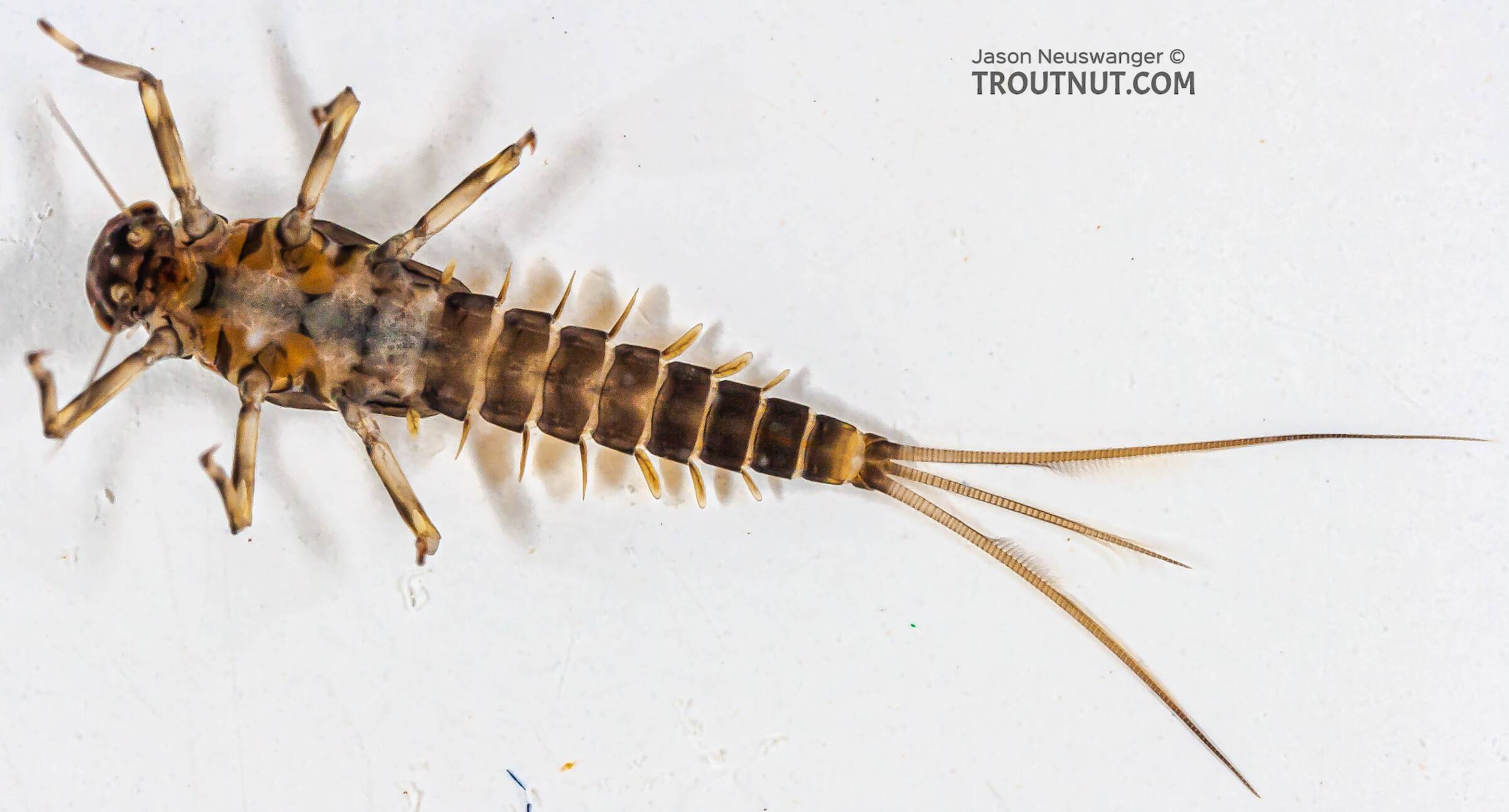Baetidae (Blue-Winged Olive) Mayfly Nymph Pictures