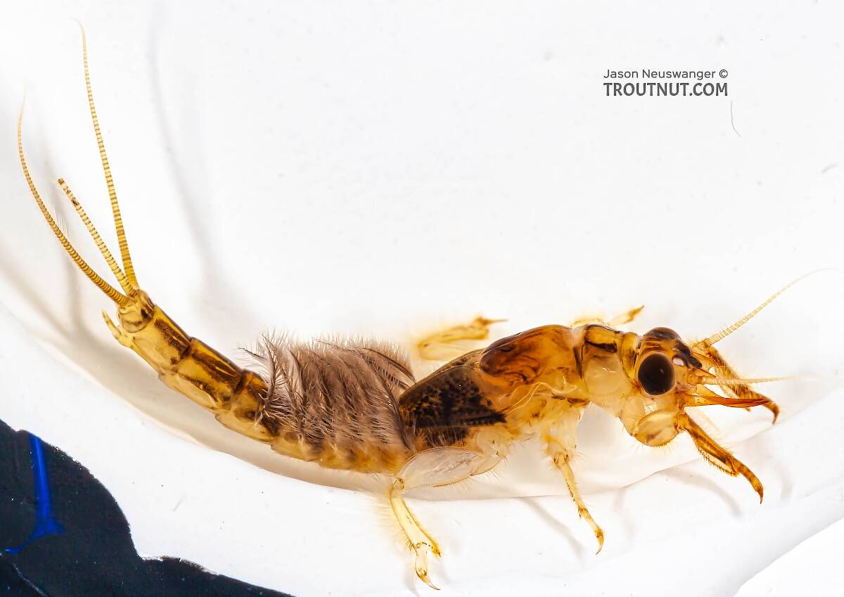 Ephemera simulans (Brown Drake) Mayfly Nymph Pictures