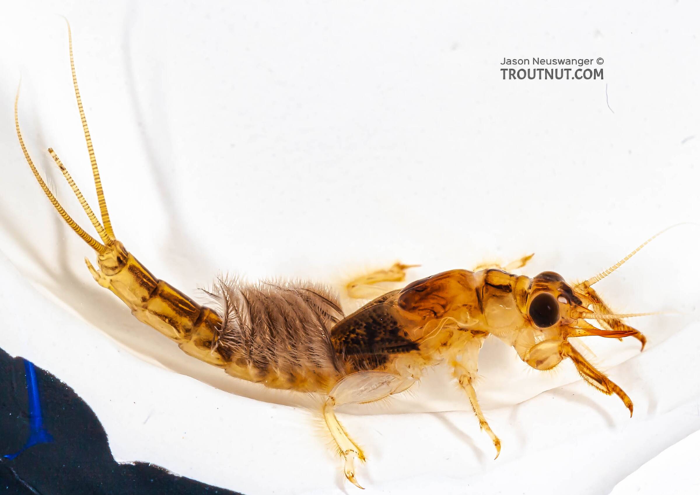 Mayfly Species Ephemera simulans (Brown Drakes)