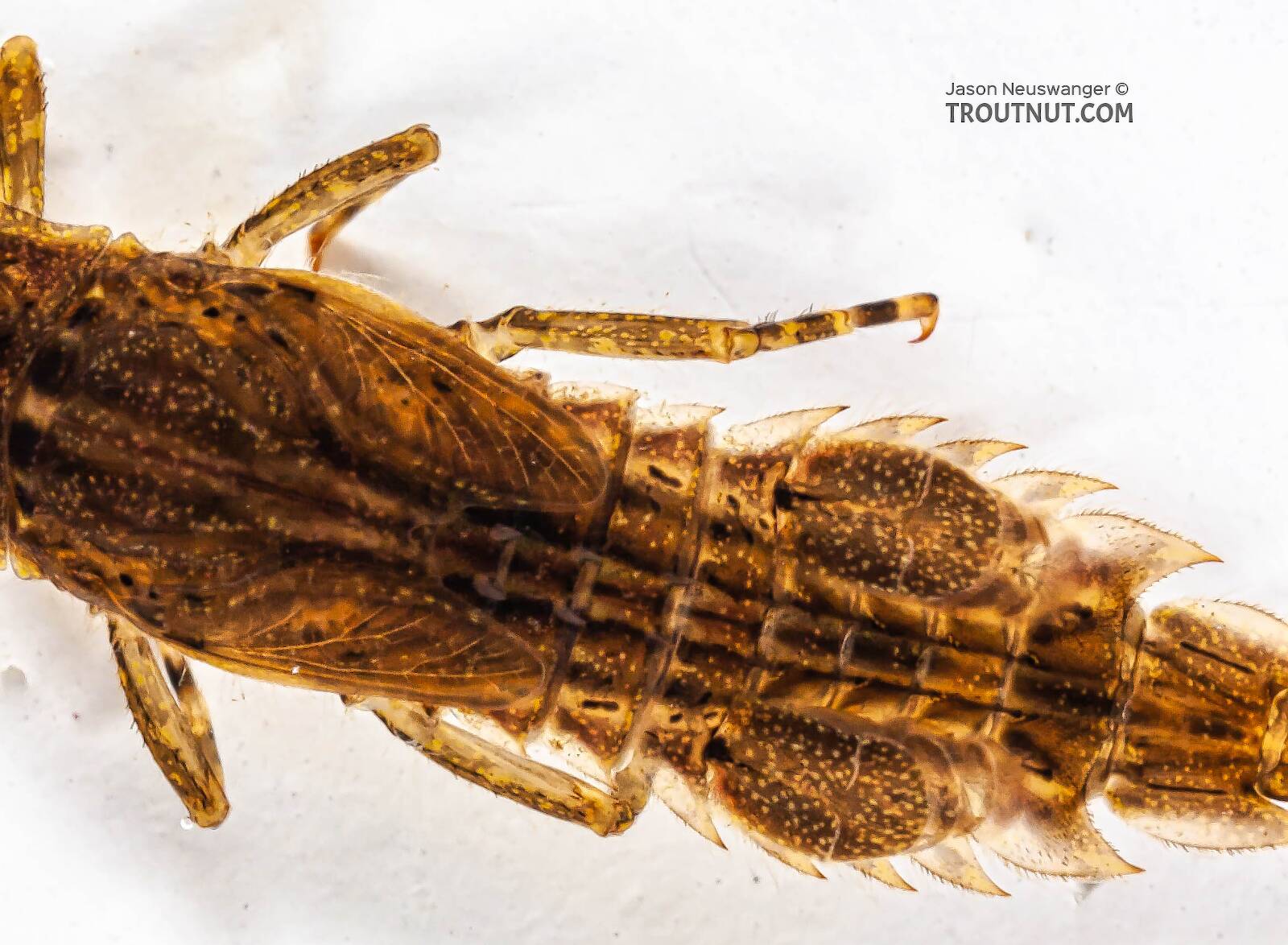 Eurylophella temporalis (Chocolate Dun) Mayfly Nymph Pictures