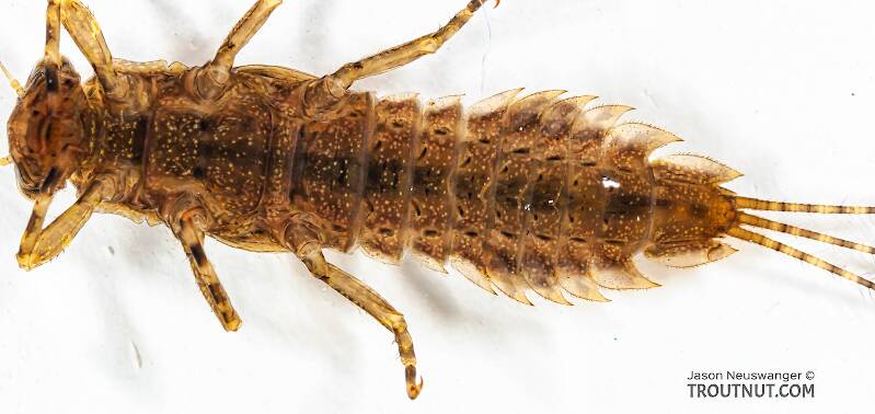 Eurylophella temporalis (Chocolate Dun) Mayfly Nymph Pictures