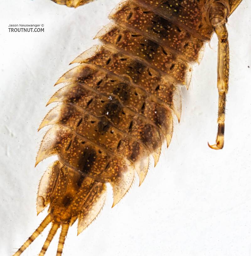 Eurylophella temporalis (Chocolate Dun) Mayfly Nymph Pictures