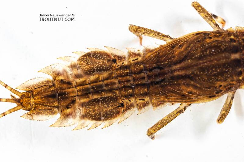 Eurylophella temporalis (Chocolate Dun) Mayfly Nymph Pictures