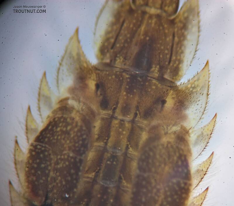 Eurylophella temporalis (Chocolate Dun) Mayfly Nymph Pictures
