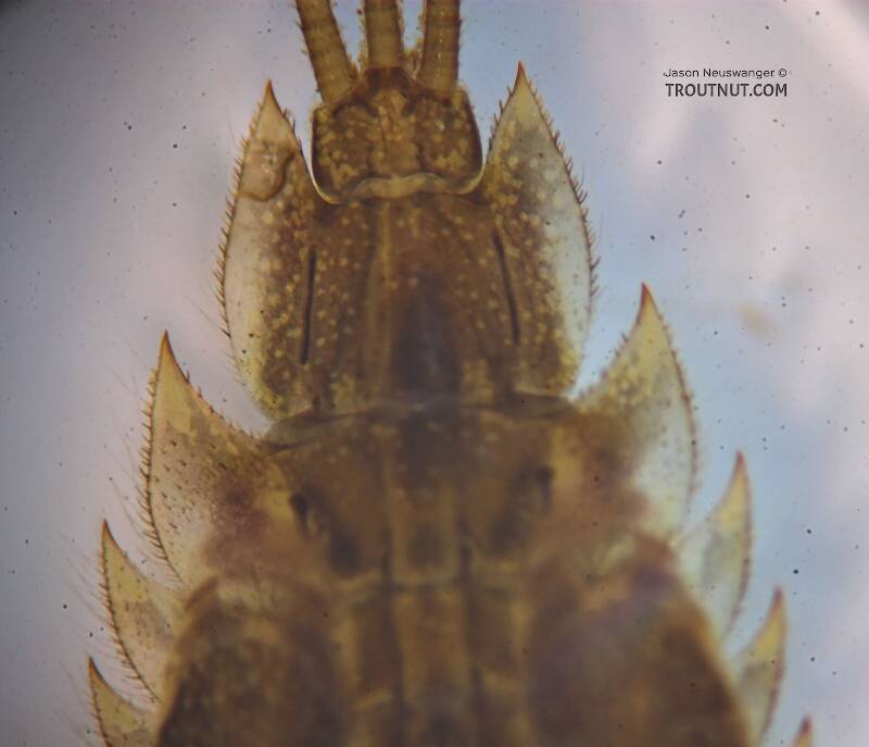 Eurylophella temporalis (Chocolate Dun) Mayfly Nymph Pictures