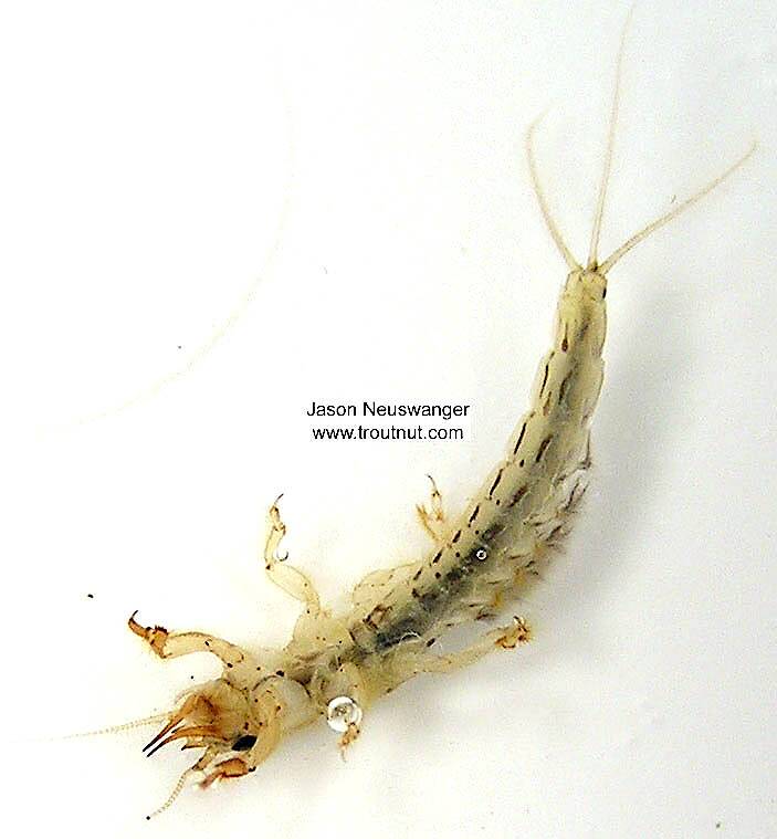 Ephemera simulans (Brown Drake) Mayfly Nymph Pictures