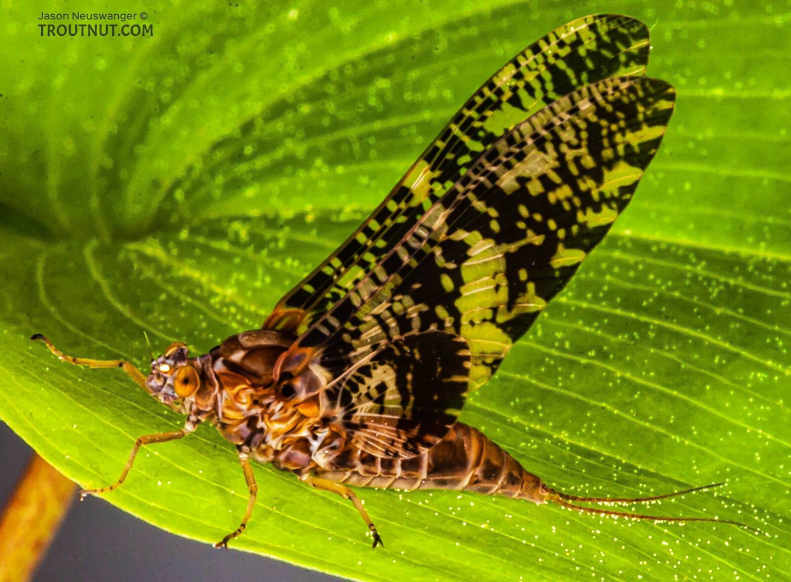 Mayfly Family Baetiscidae (Armored Mayflies)