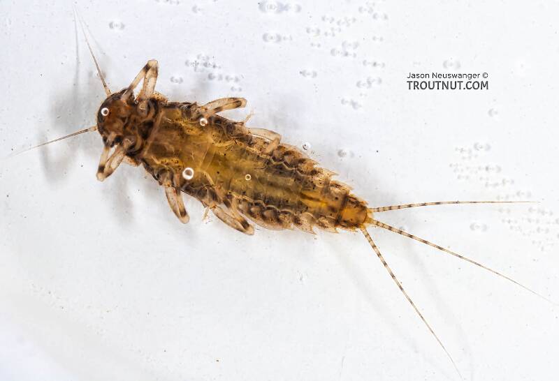 Caenis (Angler's Curse) Mayfly Nymph Pictures