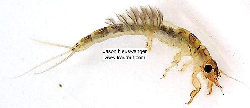 Ephemera simulans (Brown Drake) Mayfly Nymph Pictures