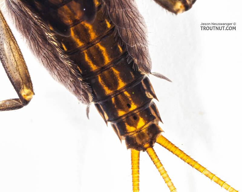 Stenacron interpunctatum (Light Cahill) Mayfly Nymph Pictures